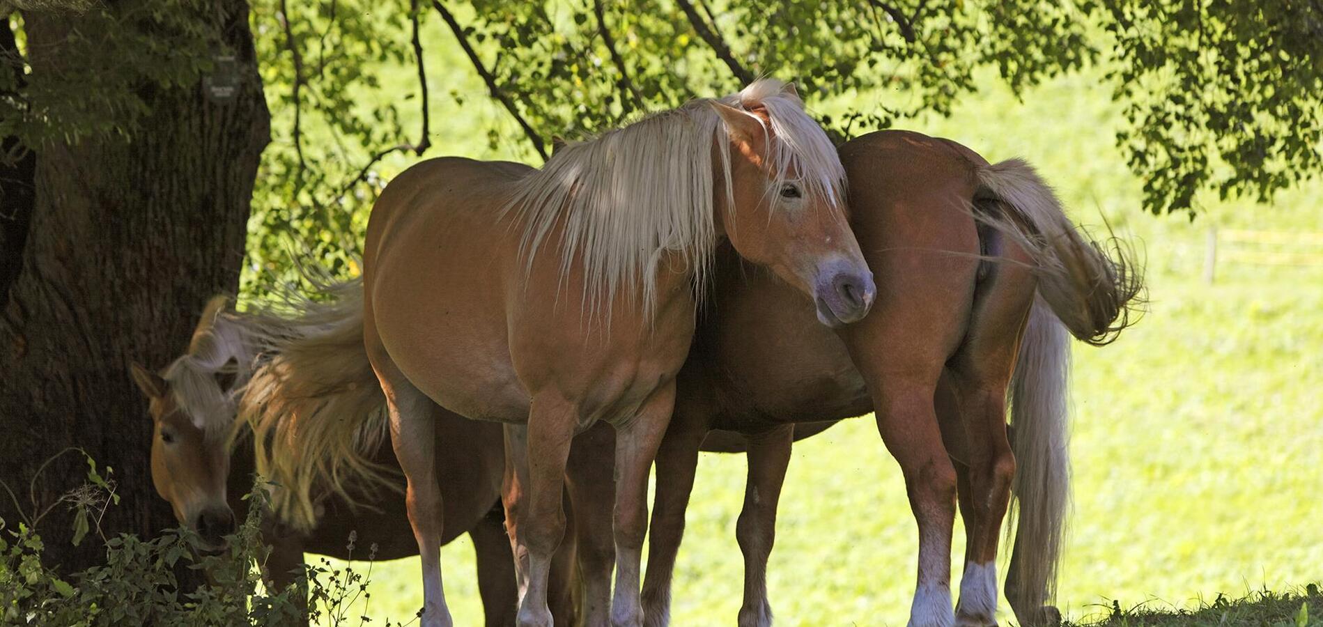 Haflinger Pferde - Herkunft und Verbreitung