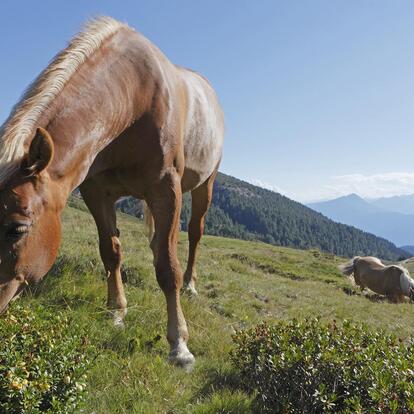 Kids in Nature: the Haflinger Adventure Trail